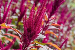 18 Food Crops Developed in the Americas - Britannica Education Blog