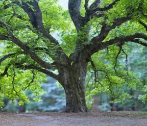 Arbor Day: How Well Do You Really Know Your Trees? - Britannica ...